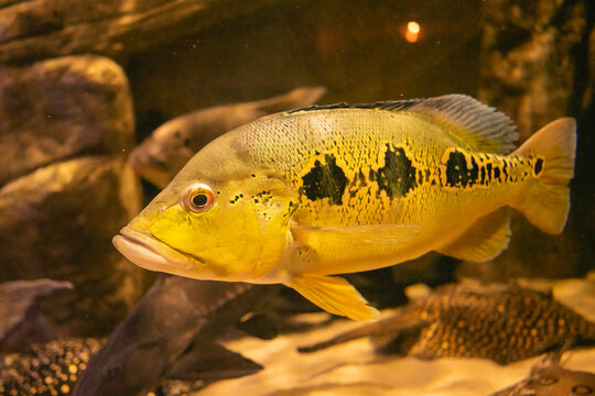 รูปภาพPirania – เลือกดูภาพถ่ายสต็อก เวกเตอร์ และวิดีโอ358 | Adobe Stock