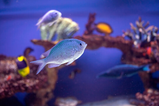 รูปภาพPirania – เลือกดูภาพถ่ายสต็อก เวกเตอร์ และวิดีโอ358 | Adobe Stock