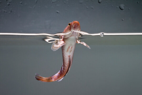 Fishzilla Bilder – Durchsuchen 2,272 Archivfotos, Vektorgrafiken und ...