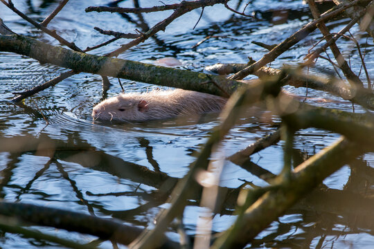Afbeeldingen over "River Rat" – Blader in stockfoto's, vectoren en ...
