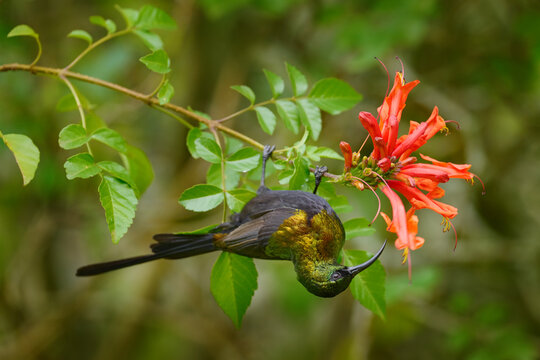 รูปภาพNectarinia – เลือกดูภาพถ่ายสต็อก เวกเตอร์ และวิดีโอ812 | Adobe Stock