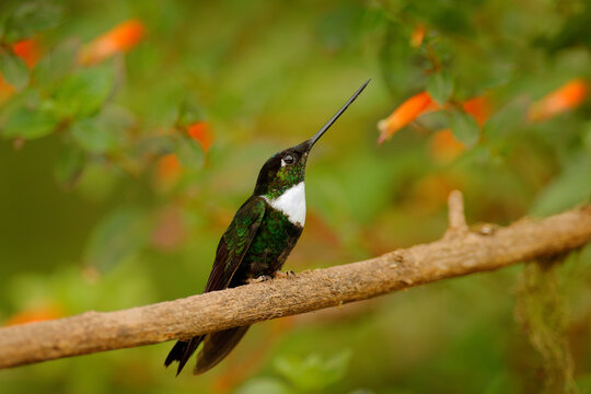 Peru Machu-Picchu Bilder – Durchsuchen 629 Archivfotos, Vektorgrafiken und Videos | Adobe Stock