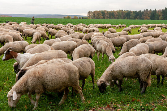 Schafhirte bilder – Bläddra bland 202 stockfoton, vektorer och videor ...