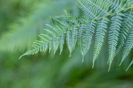 รูปภาพPteridopsida – เลือกดูภาพถ่ายสต็อก เวกเตอร์ และวิดีโอ1,800 ...