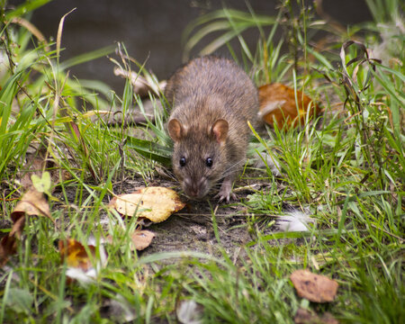 "River Rat" Images – Browse 1,162 Stock Photos, Vectors, and Video ...