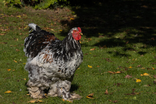 DIE 1,458 BESTEN BILDER, STOCK-FOTOS UND -VEKTORGRAFIKEN ZU „Riesenhuhn ...