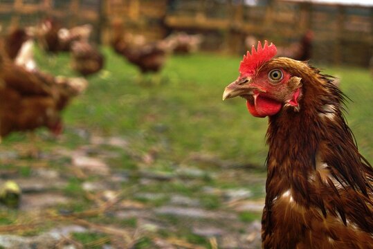 รูปภาพKury – เลือกดูภาพถ่ายสต็อก เวกเตอร์ และวิดีโอ454 | Adobe Stock