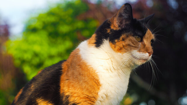 รูปภาพChatte – เลือกดูภาพถ่ายสต็อก เวกเตอร์ และวิดีโอ4,229 | Adobe Stock