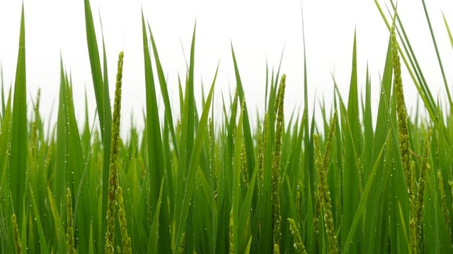 Rice Plants Png
