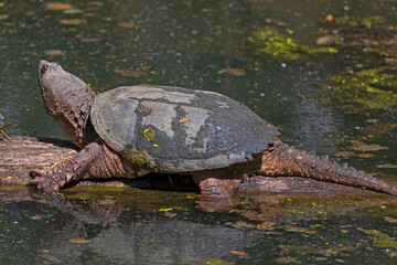 10+ Free Images Of A Snapping Turtle - Pikwizard