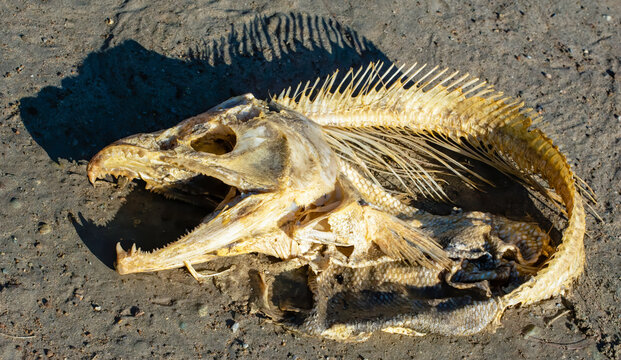 Salmon Skeleton Salmon Skeleton