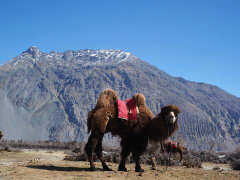 "Leh Ladakh" Images – Browse 4,487 Stock Photos, Vectors, and Video | Adobe Stock