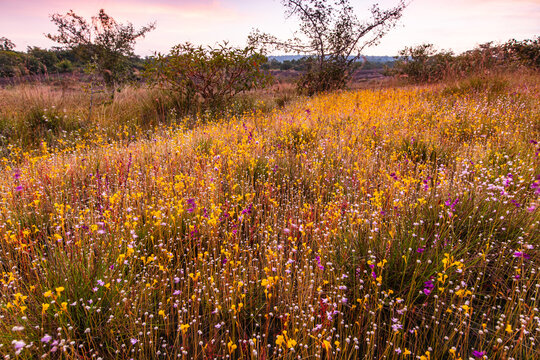 Fiower Images – Browse 204 Stock Photos, Vectors, and Video | Adobe Stock