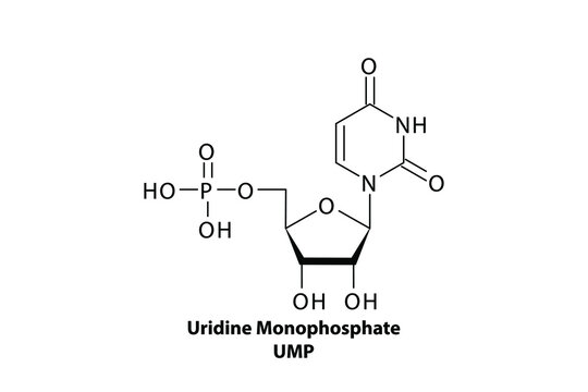 Uridinmonophosphat-Bilder: Stock-Fotos & -Videos. | Adobe Stock