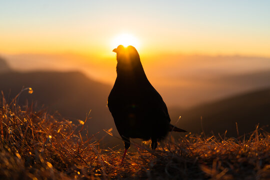 รูปภาพApature – เลือกดูภาพถ่ายสต็อก เวกเตอร์ และวิดีโอ20,872 | Adobe Stock