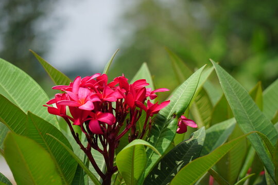 Kemboja Images – Browse 44 Stock Photos, Vectors, and Video | Adobe Stock