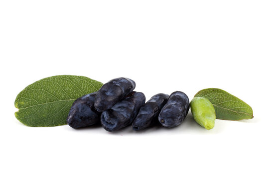 Kinnip Bilder – Durchsuchen 3,651 Archivfotos, Vektorgrafiken und ...