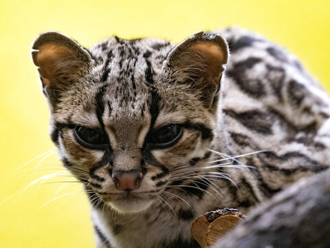 รูปภาพMargay – เลือกดูภาพถ่ายสต็อก เวกเตอร์ และวิดีโอ708 | Adobe Stock