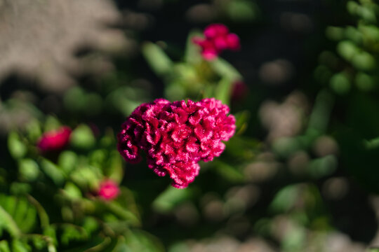 "Velvet Flower" Images – Browse 2,978 Stock Photos, Vectors, and Video ...