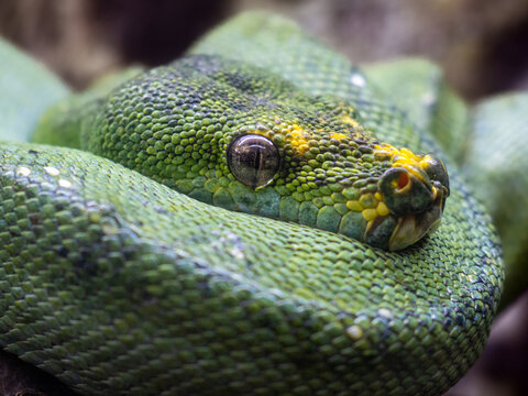 Green Tree Viper