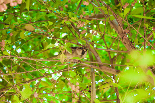 「Chanate」の写真素材 | 21件の無料イラスト画像 | Adobe Stock