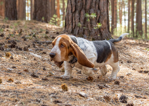 Natasha photos, images, assets | Adobe Stock