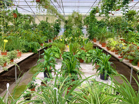 รูปภาพVivero – เลือกดูภาพถ่ายสต็อก เวกเตอร์ และวิดีโอ1,871 | Adobe Stock