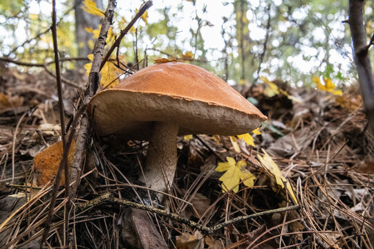 Rotkappe bilder – Bläddra bland 289 stockfoton, vektorer och videor ...