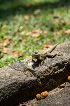 Calango Bilder – Durchsuchen 333 Archivfotos, Vektorgrafiken und Videos ...