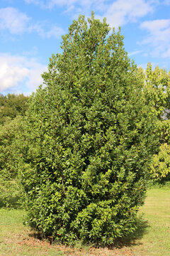 Tbe bilder – Bläddra bland 1,676 stockfoton, vektorer och videor ...