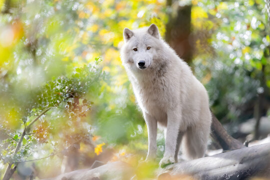Polarwolf-Bilder: Stock-Fotos & -Videos. | Adobe Stock