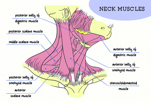Neck Muscles Images – Browse 74,373 Stock Photos, Vectors, and Video ...