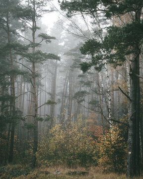 「Nebelig」の画像 - 13,593 件の Stock 写真、ベクターおよびビデオ | Adobe Stock