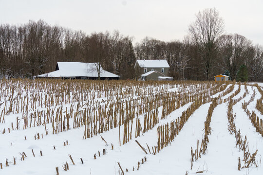 Winter Corn Field Images – Browse 9,868 Stock Photos, Vectors, and ...