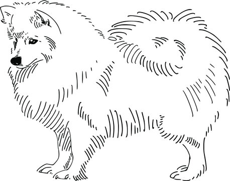 Japanese Spitz Black