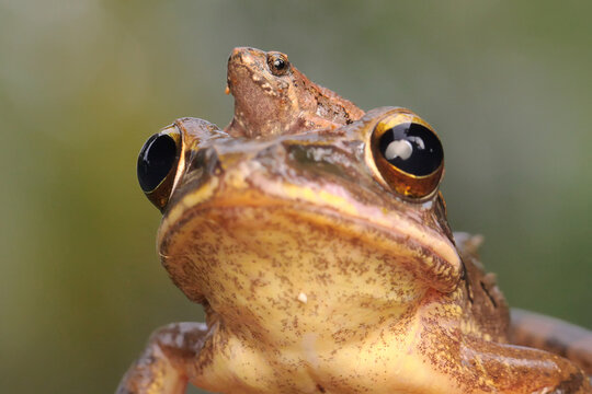 "Striped Tree Frog" Images – Browse 231 Stock Photos, Vectors, and ...