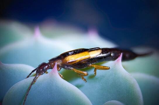 รูปภาพTijereta – เลือกดูภาพถ่ายสต็อก เวกเตอร์ และวิดีโอ104 | Adobe Stock
