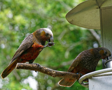 รูปภาพStrigopidae – เลือกดูภาพถ่ายสต็อก เวกเตอร์ และวิดีโอ143 | Adobe Stock