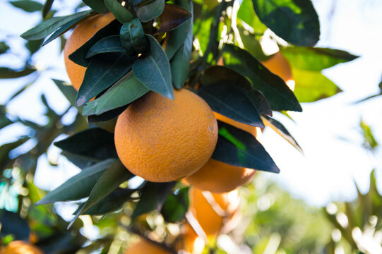 รูปภาพNaranjo – เลือกดูภาพถ่ายสต็อก เวกเตอร์ และวิดีโอ3,326 | Adobe Stock