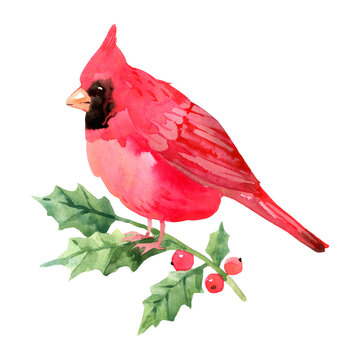 Snow Cardinal Background In Ppt