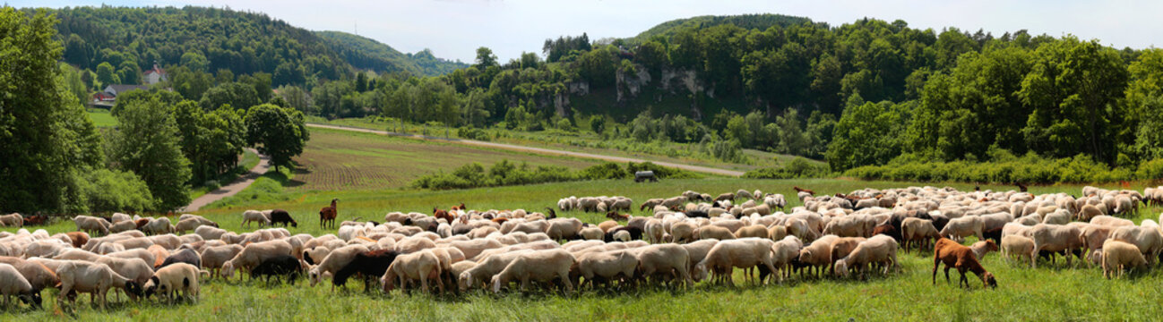 Schafhirte bilder – Bläddra bland 202 stockfoton, vektorer och videor ...