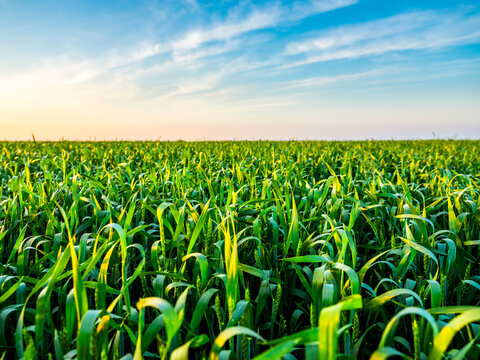 Weizensamen Bilder – Durchsuchen 570,479 Archivfotos, Vektorgrafiken ...
