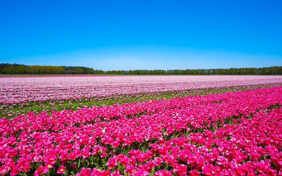 "Rows Of Flowers" Images – Browse 798 Stock Photos, Vectors, and Video ...