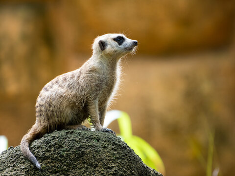 รูปภาพMongoose – เลือกดูภาพถ่ายสต็อก เวกเตอร์ และวิดีโอ38,720 | Adobe Stock