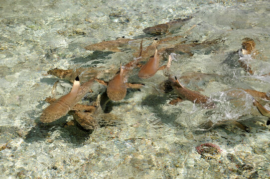 Haiflosse 이미지 – 찾아보기 101 스톡 사진, 벡터 및 비디오 | Adobe Stock