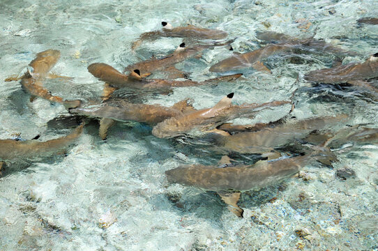 Haiflosse 이미지 – 찾아보기 101 스톡 사진, 벡터 및 비디오 | Adobe Stock