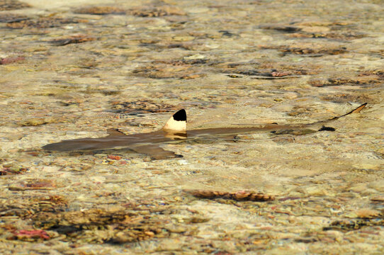 Haiflosse 이미지 – 찾아보기 101 스톡 사진, 벡터 및 비디오 | Adobe Stock