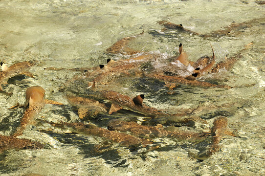 Haiflosse 이미지 – 찾아보기 101 스톡 사진, 벡터 및 비디오 | Adobe Stock