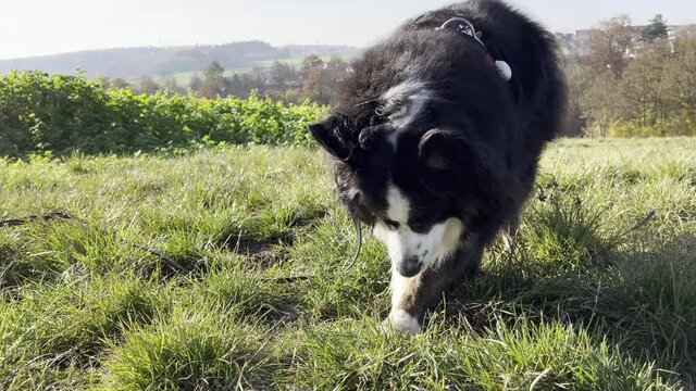 Dog Digging Garden Images – Browse 840 Stock Photos, Vectors, and Video ...