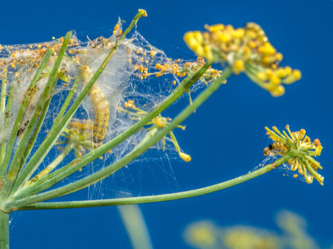 「Fenouil」の画像 - 1,284 件の Stock 写真、ベクターおよびビデオ | Adobe Stock